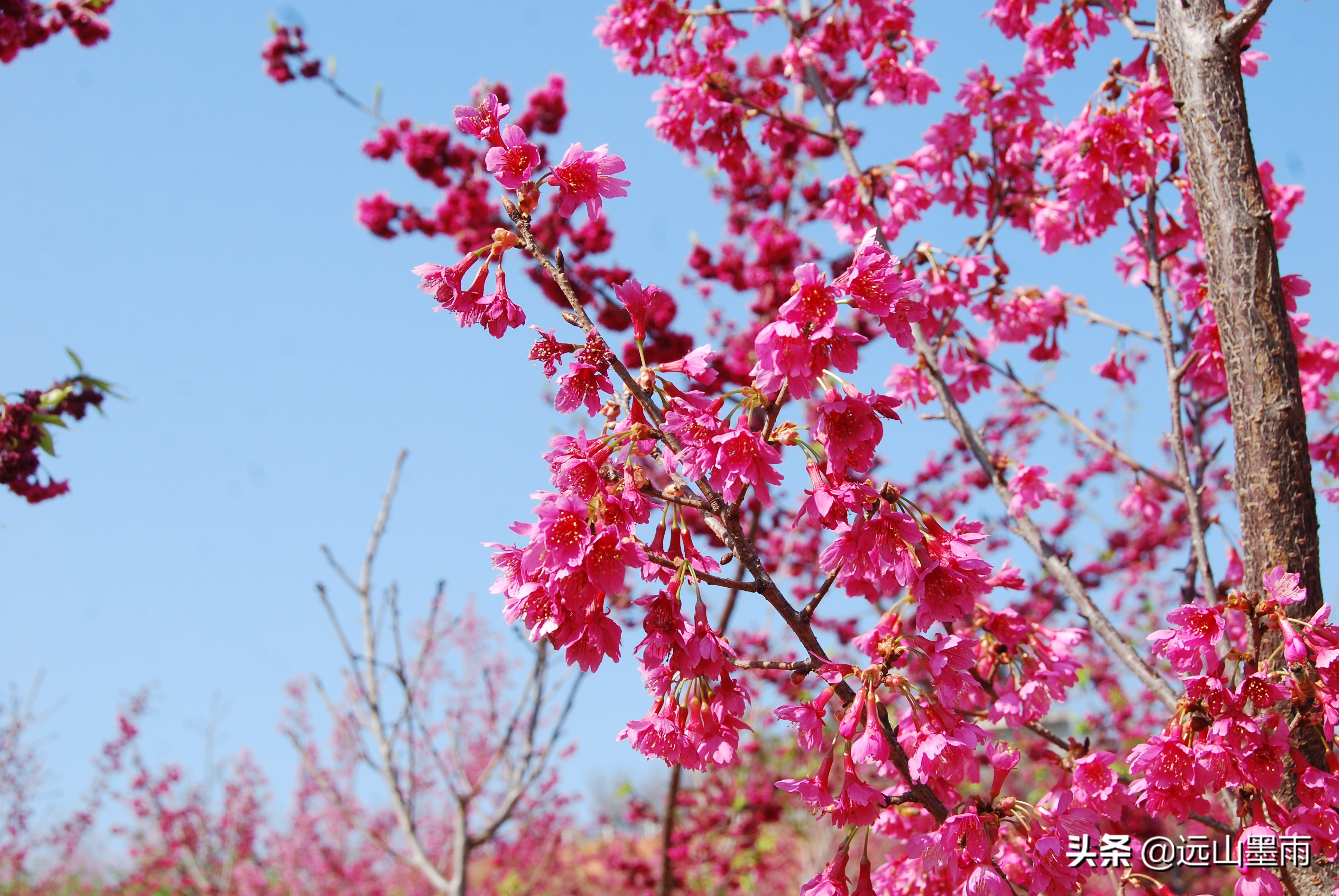 In Kunming, where to enjoy cherry blossoms in early spring and February ...