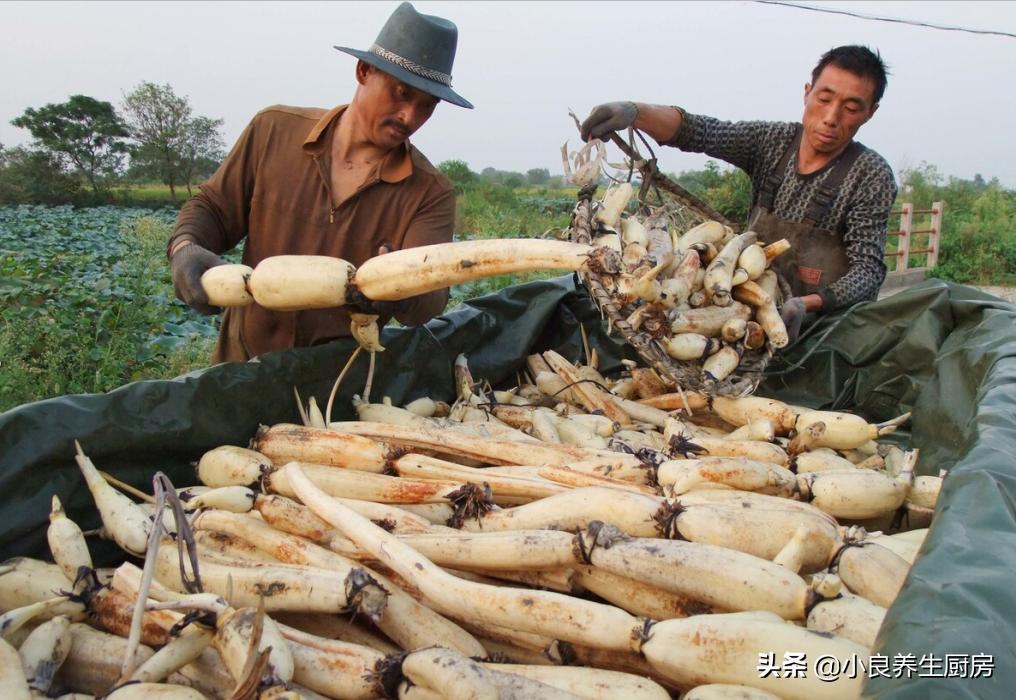 To stew lotus root soup, choose seven-hole or nine-hole lotus root ...
