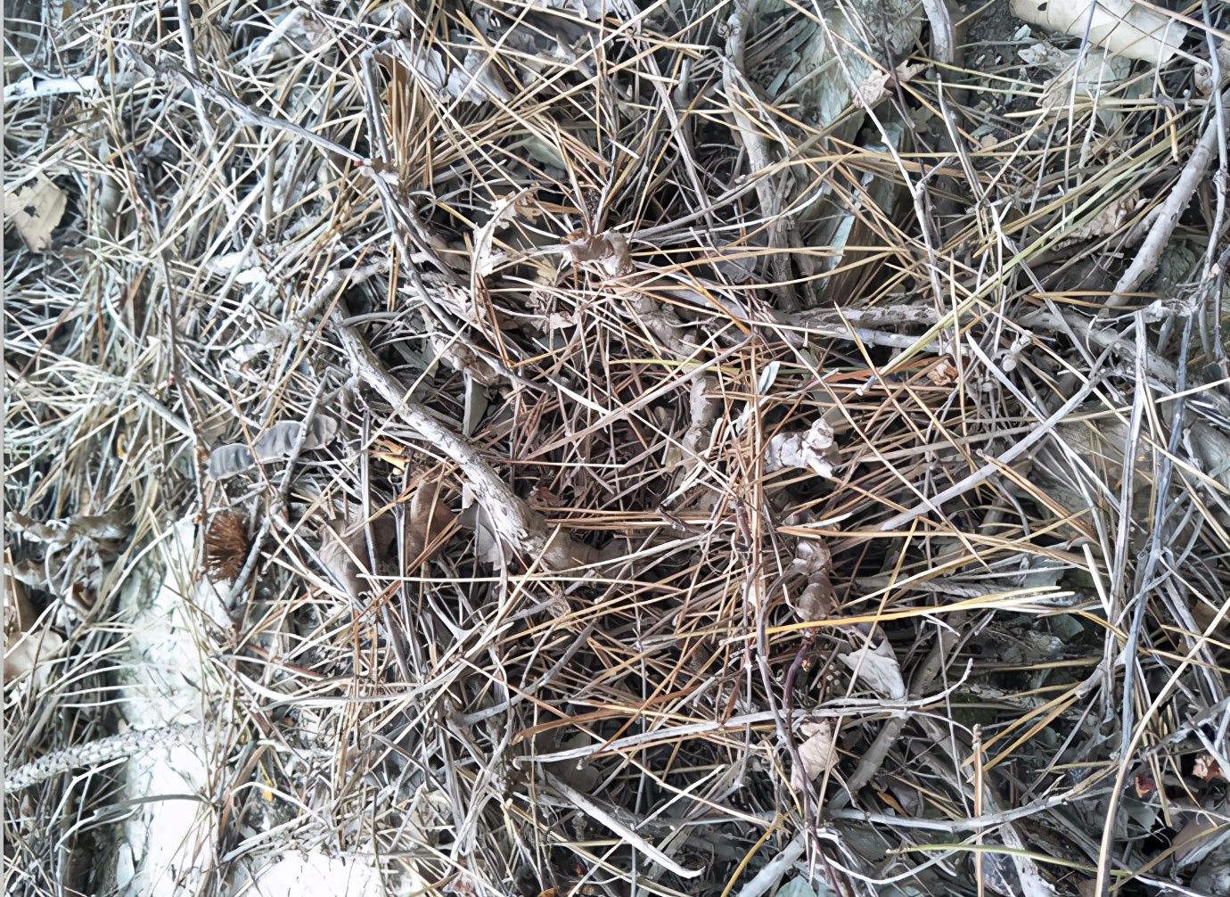 Pine needle soil is a universal soil for growing flowers, but don't use ...