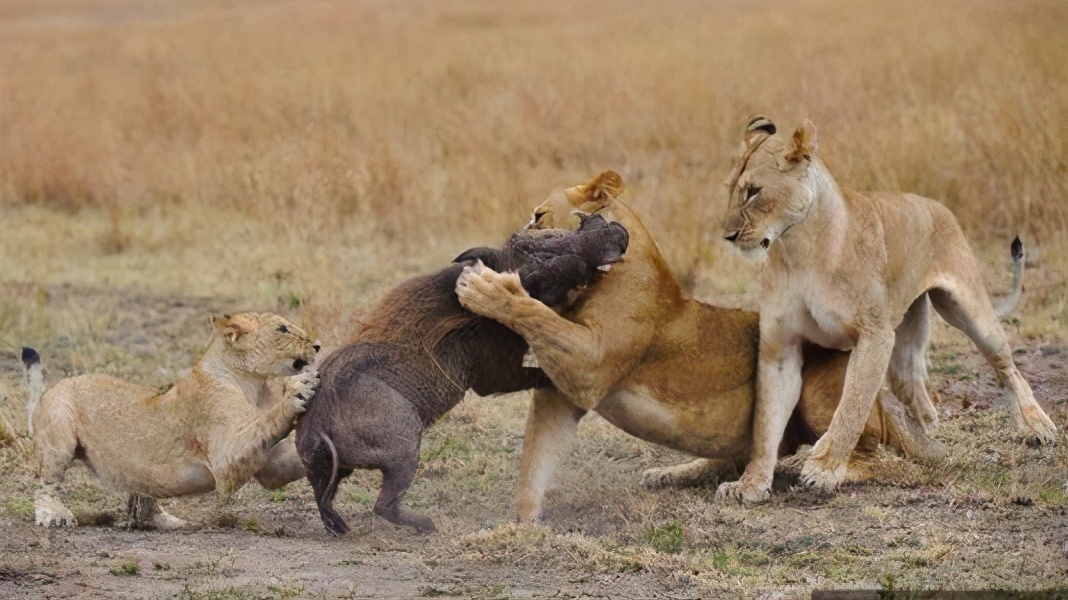 The late lion digs mud for 7 hours to hunt the warthog: Death wants to ...
