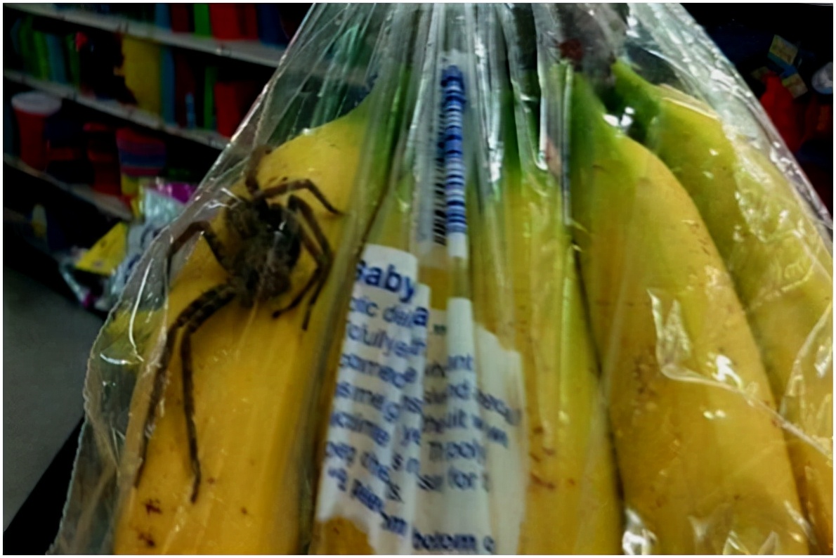 Terrified!The first thousand poisonous spiders hide in bananas. How ...