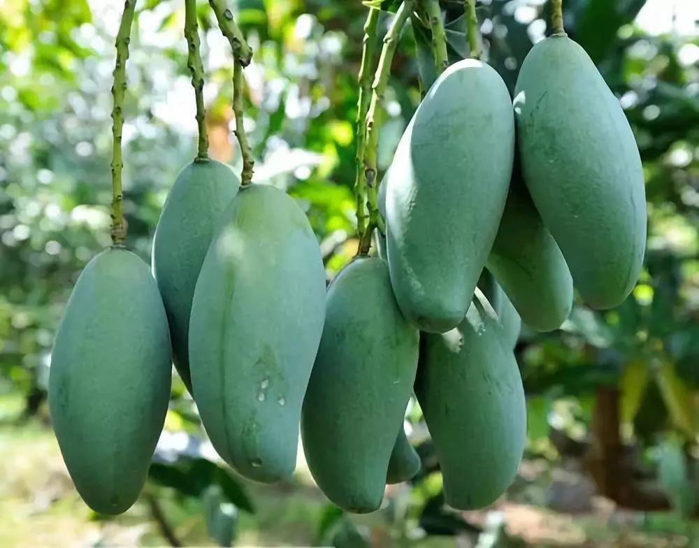 Inventory of the three major mango homes in China, where do you like to ...