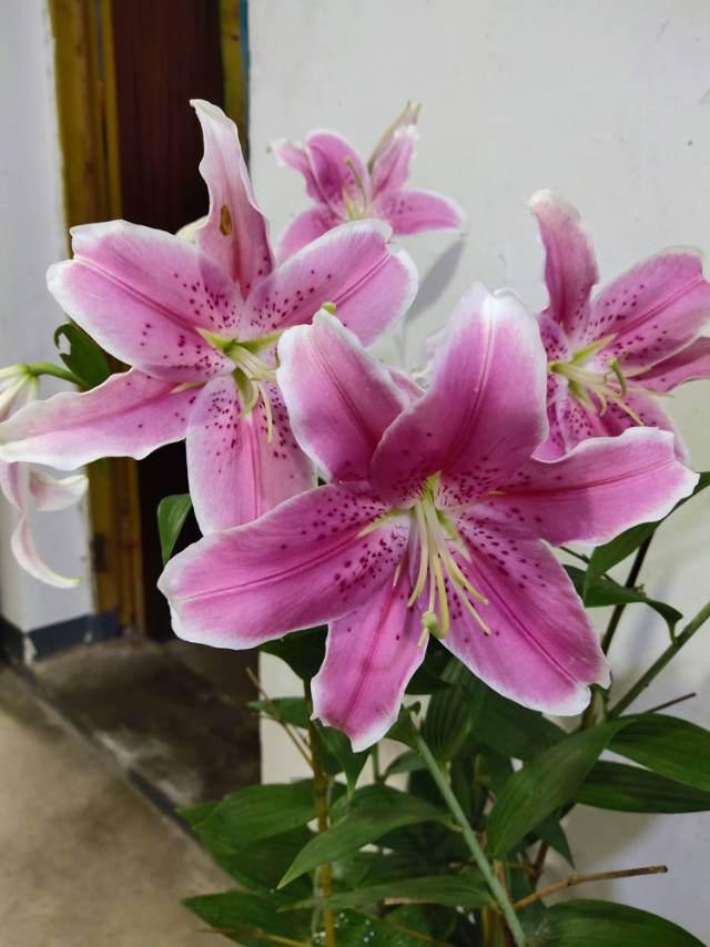 4 kinds of anthropomorphic flowers, which are good for your health at ...