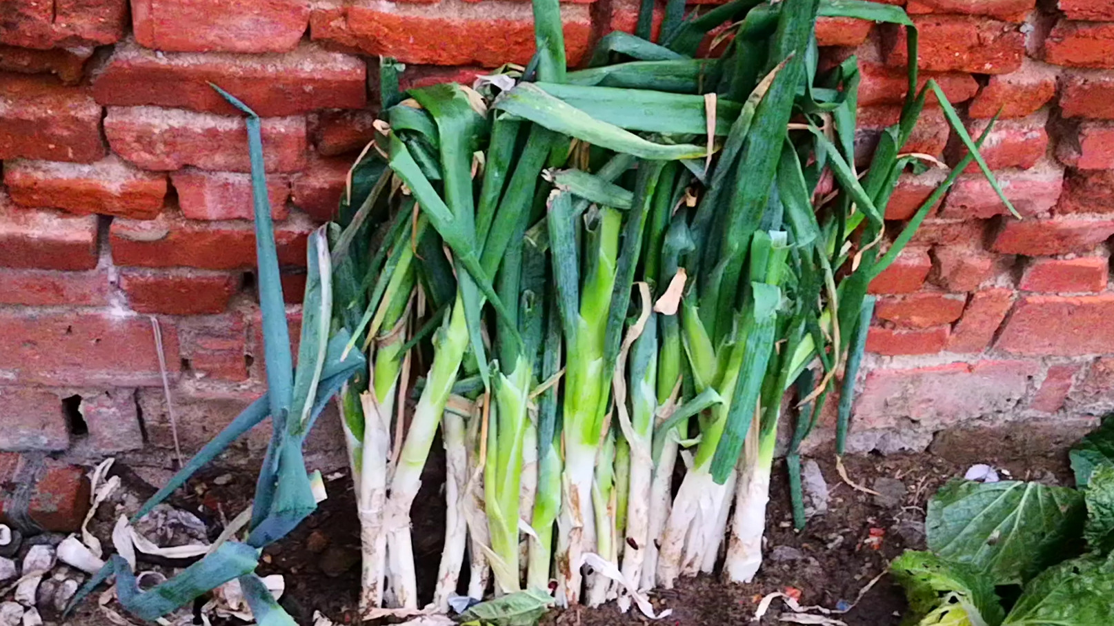 There are also tricks for hoarding vegetables, so that we can hoard ...