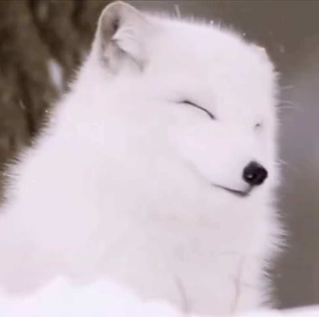 Hua Chenyu, the handsome fox guy of Reiki Gu - iNEWS