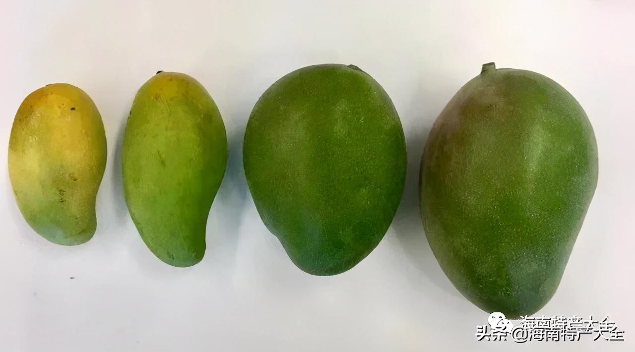 Introduction to Hainan Tropical Fruits (Part 1) - iNEWS