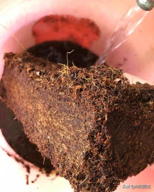 The ultra-low price of coconut chaff looks loose and breathable on the ...