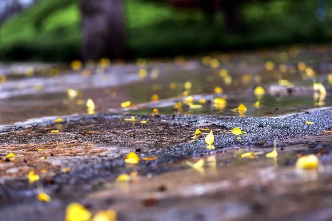Autumn rain is slightly cool, 35 poems, show you the beauty of autumn ...