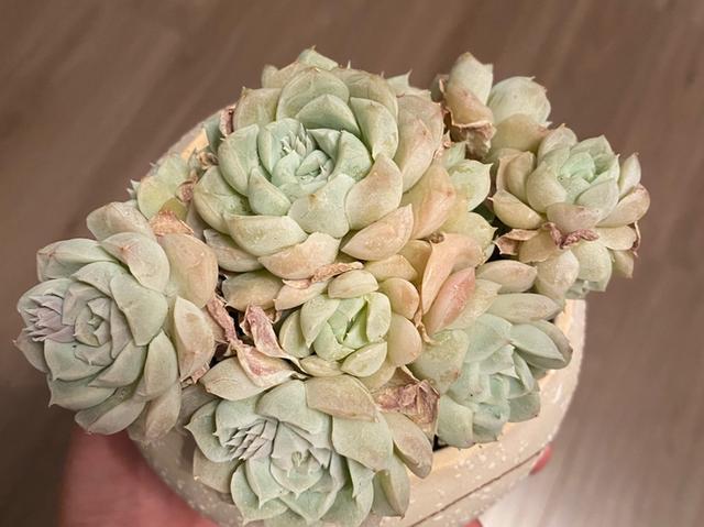 A cheap and easy-to-raise fleshy white moon shadow, it is in a state of ...