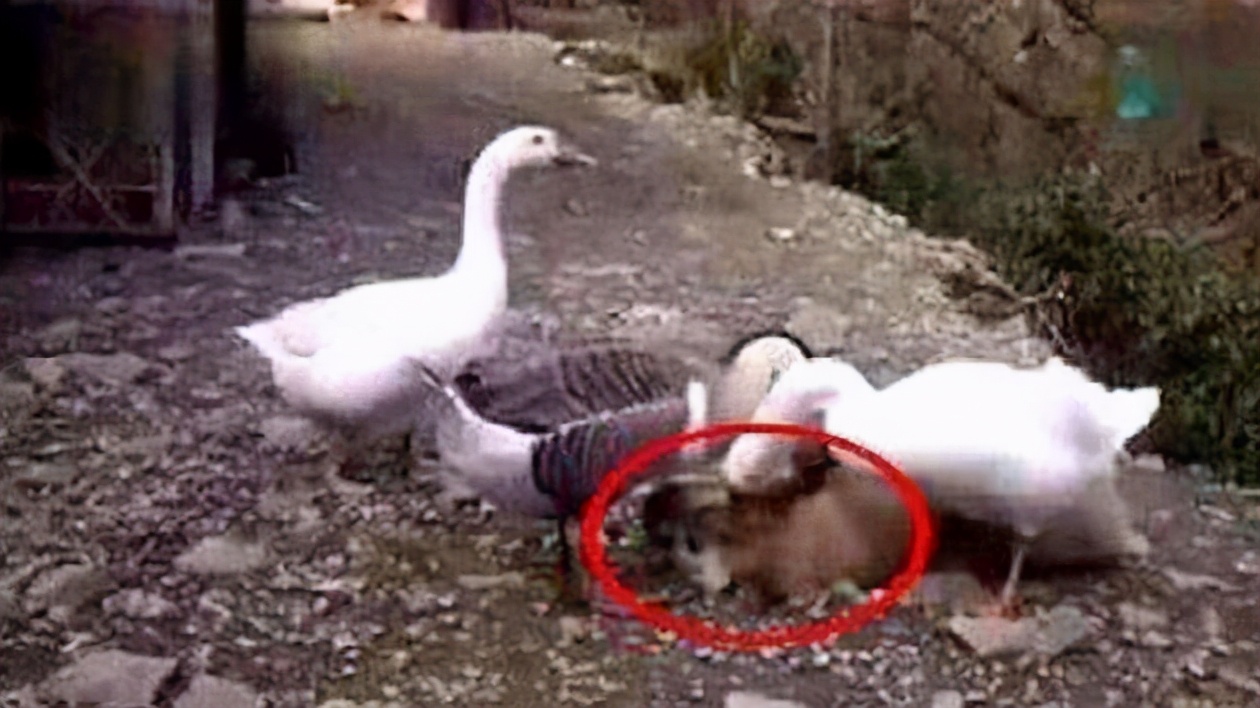 Weasel will rot when stepping on goose feces, and snakes will rot when ...