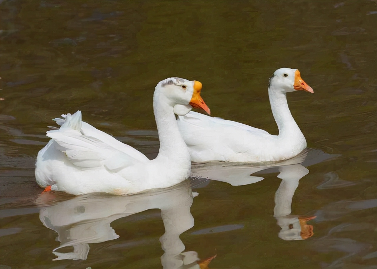 Random thoughts about goose - iMedia