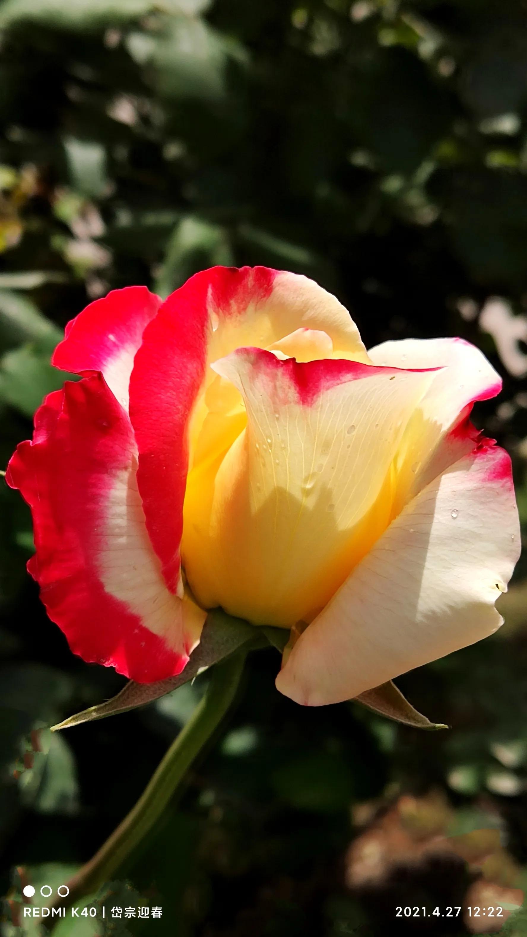 How to distinguish the "three sisters" of rose, rose and rose, and what ...