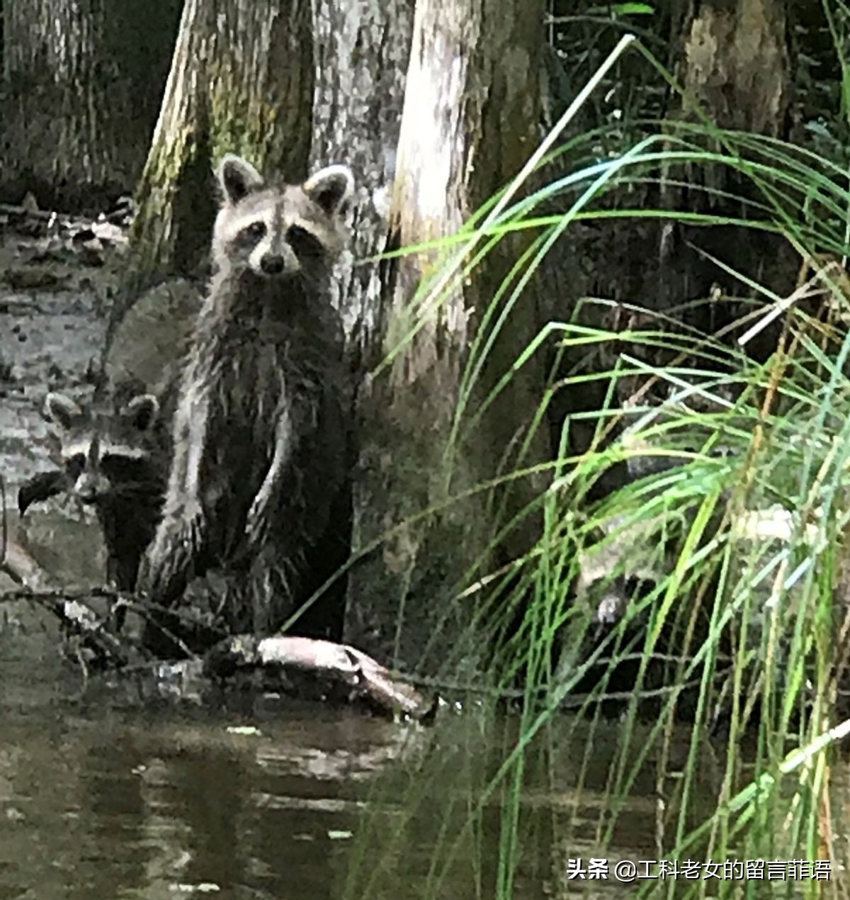 New Orleans: A mud monkey-like raccoon deep in the swamp - iNEWS