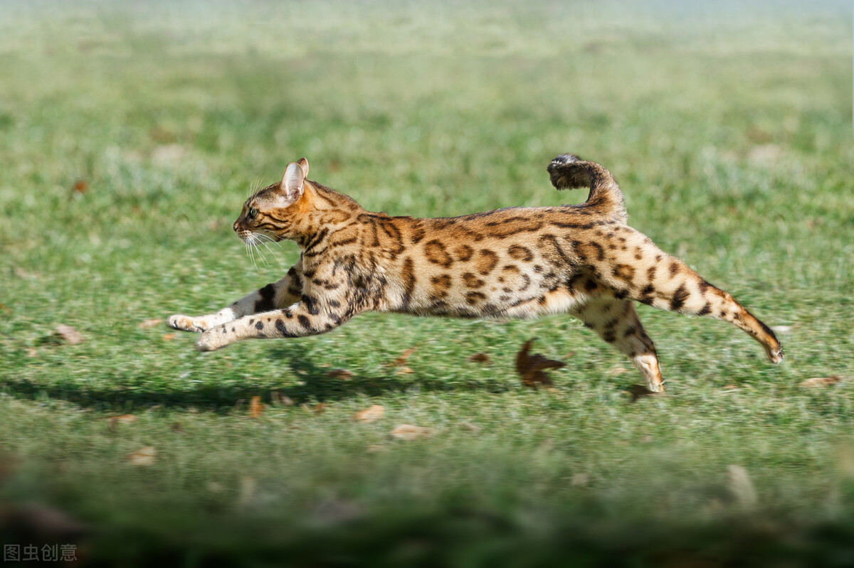 When a cat meets a tiger, how likely is it to escape?Cats do have ...