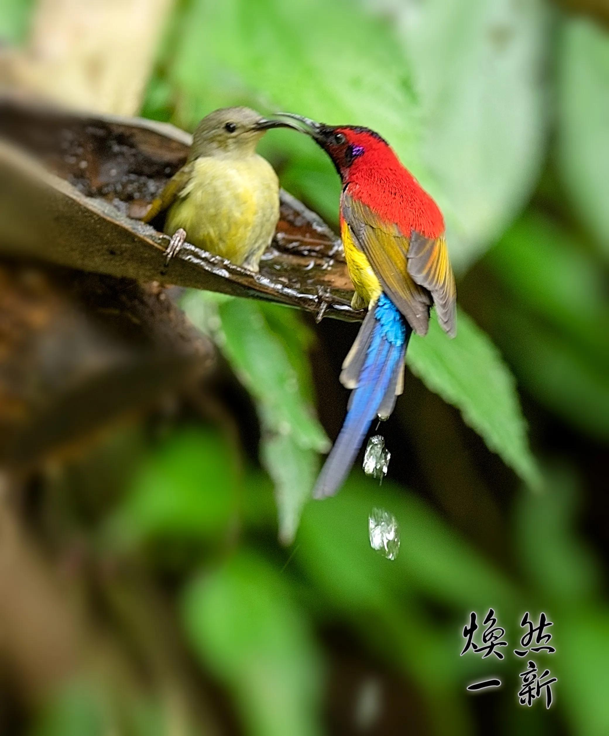 Blue-throated sunbird - iNEWS