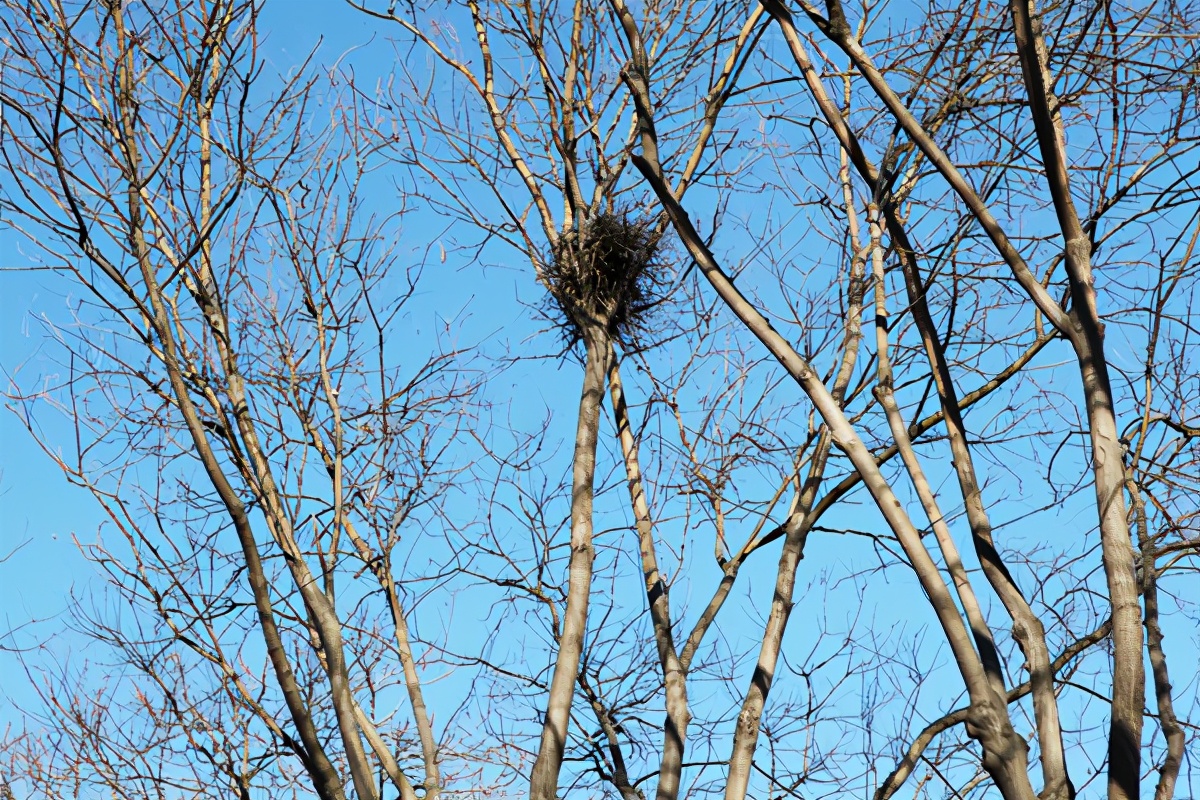 Why is the trunk round? - iNEWS