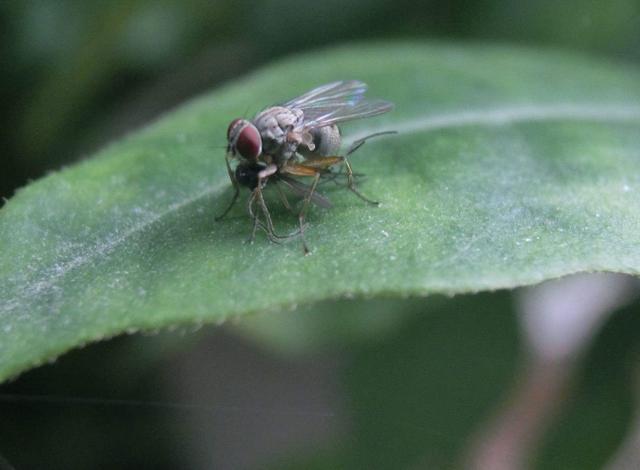 Playing and rubbing his head off, the strange behavior of the fly is ...