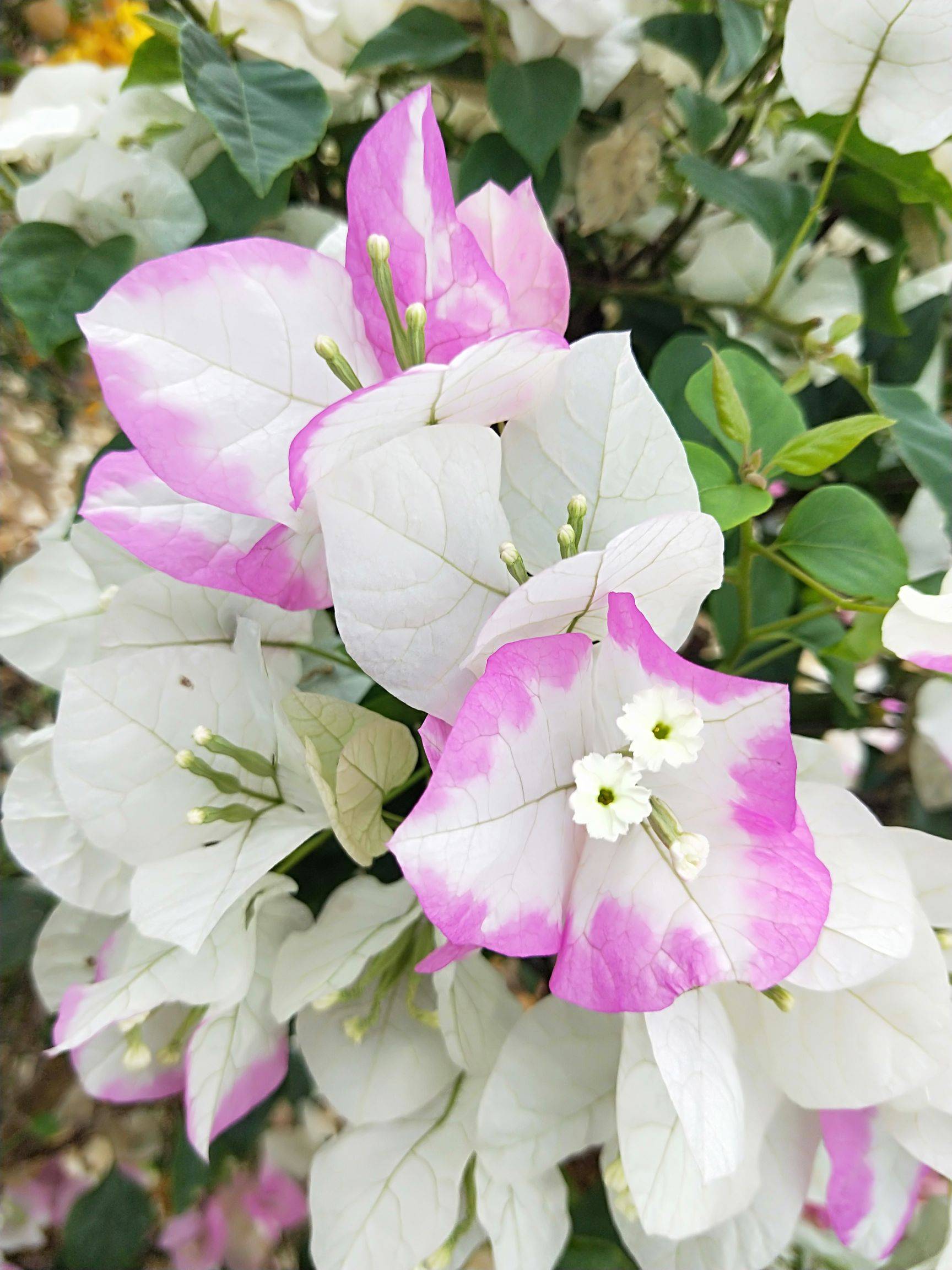 A complete list of bougainvillea varieties, you can see the flowers at ...