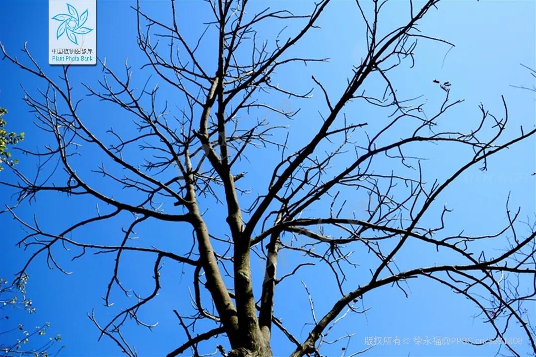 The dragon and phoenix of the plant world-Bole tree - iMedia