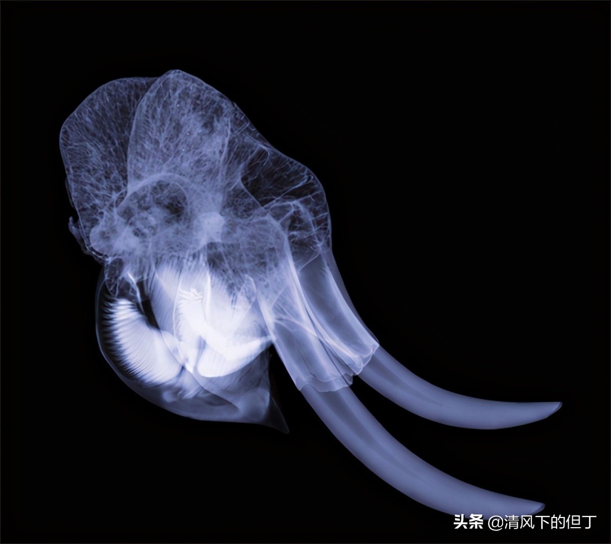 Why don't people get ivory from old dead elephants instead of hunting ...