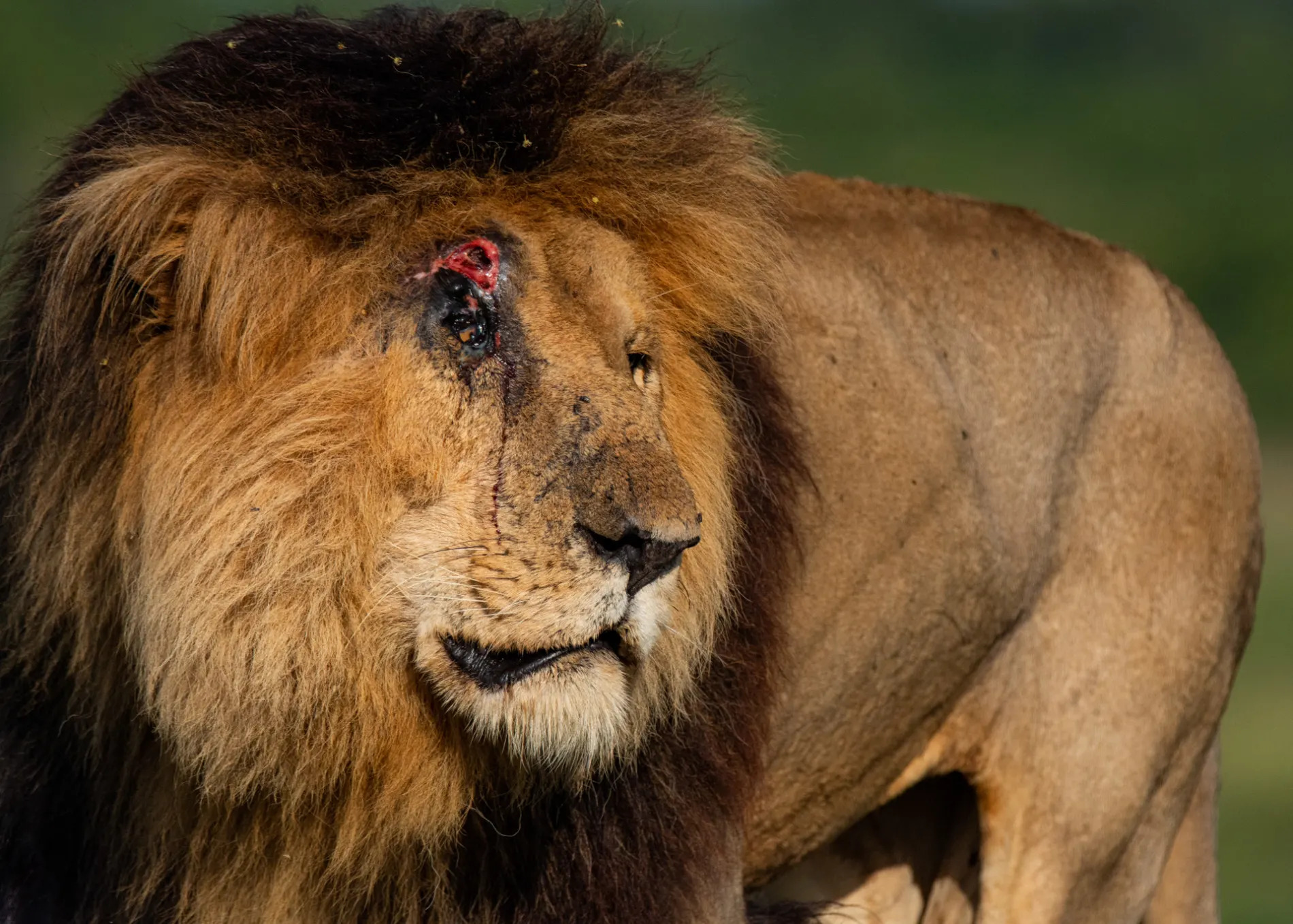 Scarface: The most legendary lion king on the African savannah, and ...