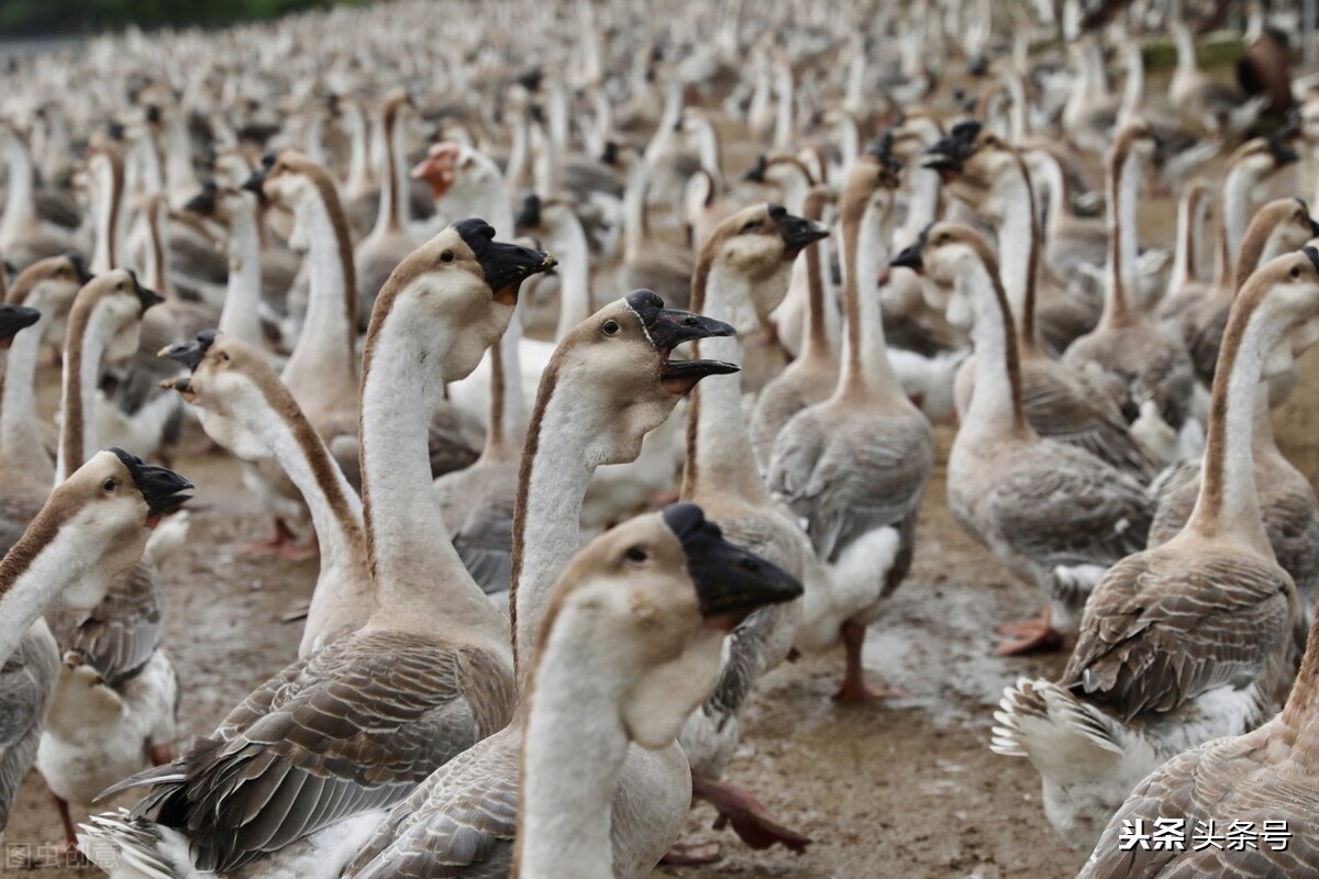 It is different from the goose: why no one raises the lion head goose ...