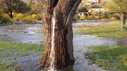 This tree actually "can pee" - iNEWS