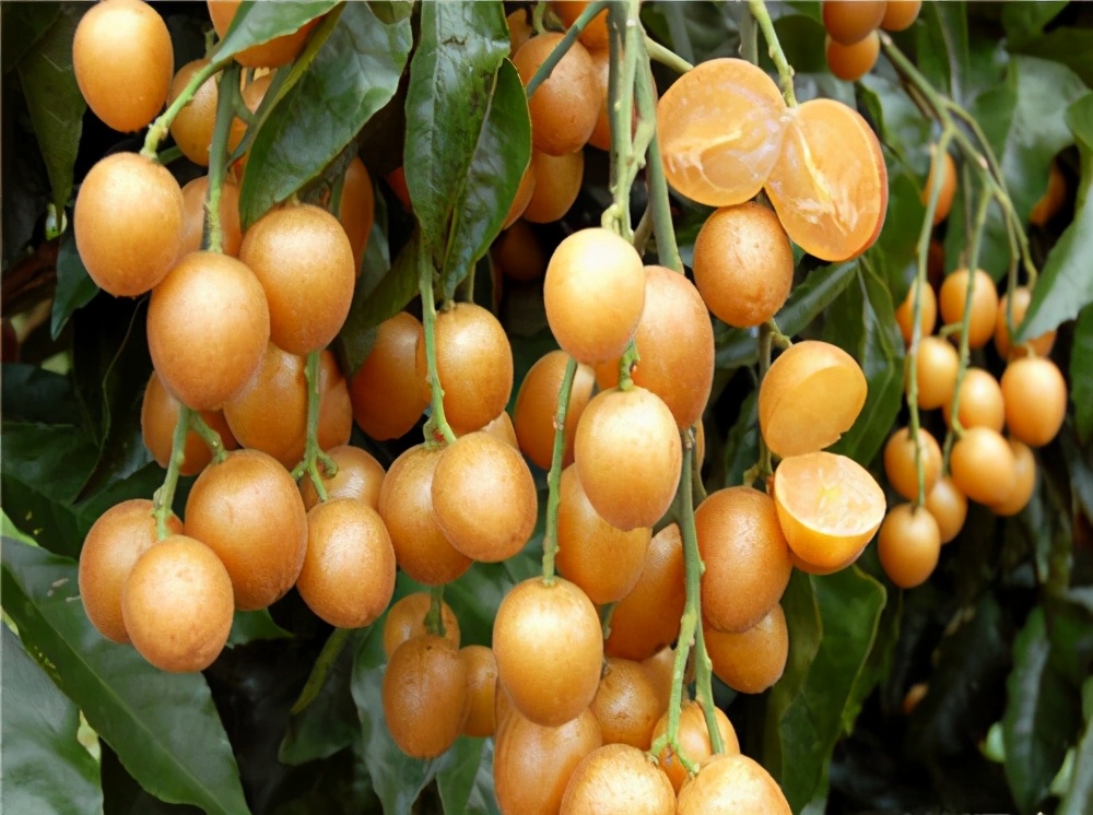 What are the top ten most delicious fruits in the world? - iNEWS