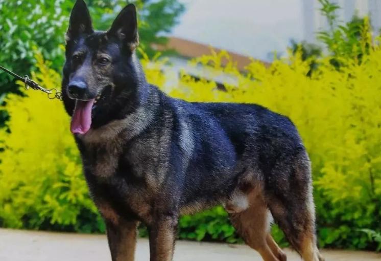 The four famous Chinese dogs that have been forgotten, the influence of ...