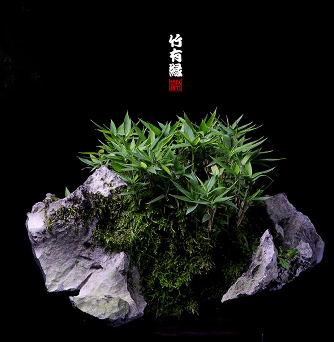How can we grow small potted bamboos? - iNEWS