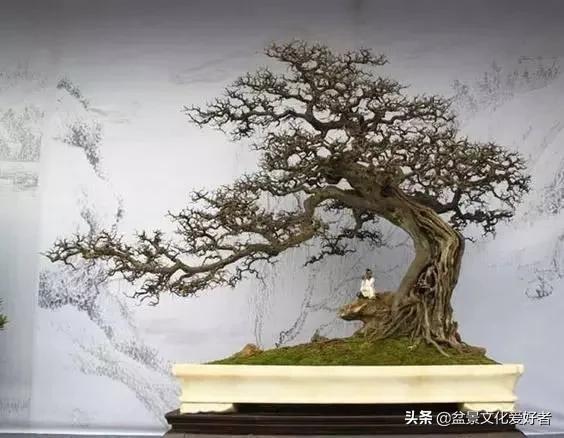 The use of floating branches in bonsai - iNEWS