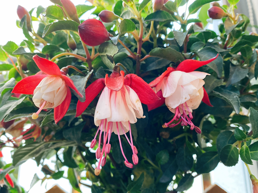 Spring is here, the three kinds of flowers can not be exposed to the ...