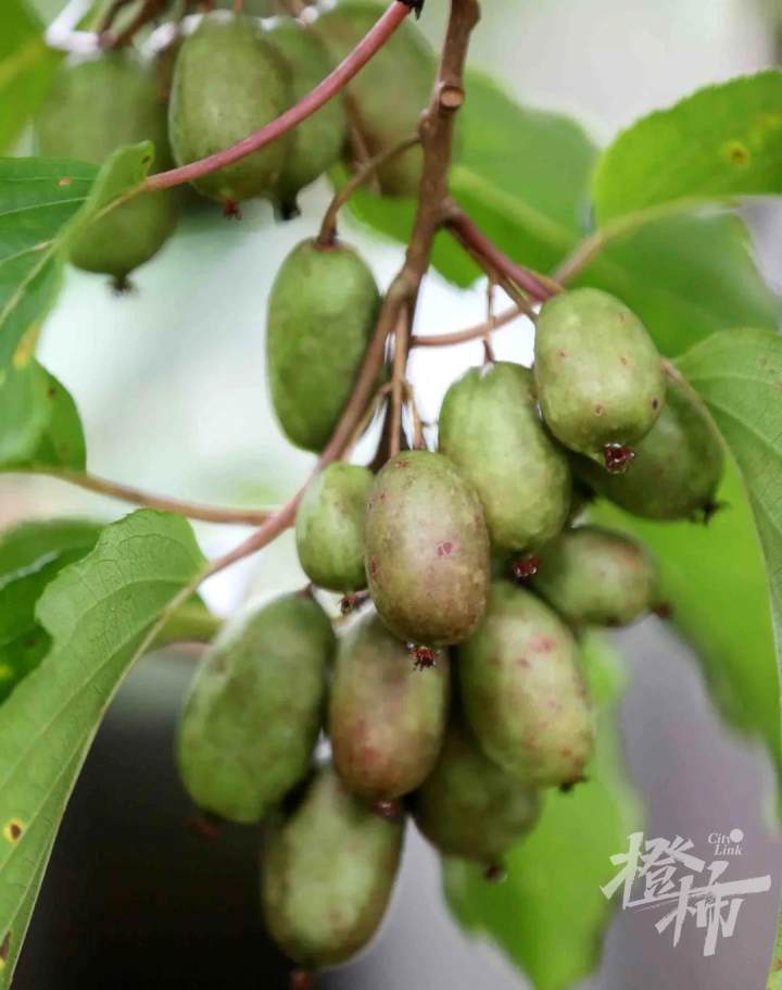 Kiwi, round jujube, soft jujube kiwi...what are they? - iMedia