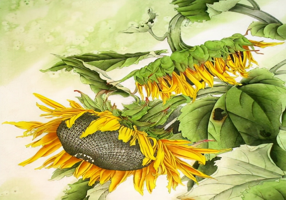 Appreciating the ten ancient sunflower poems, don't you know, are all ...