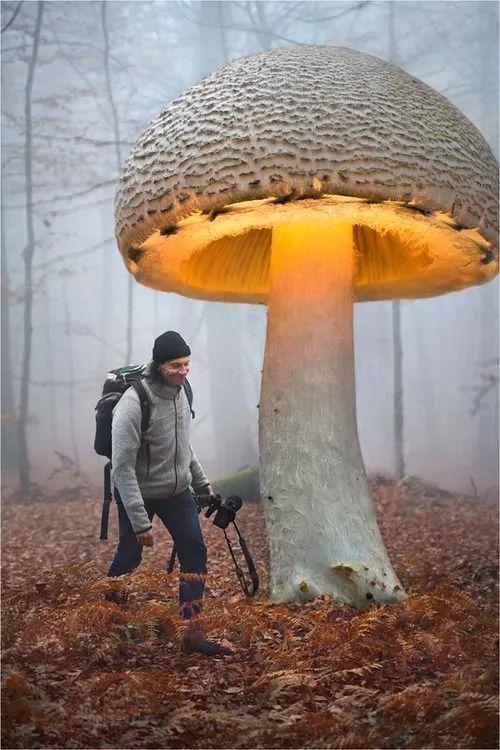 Unbelievable rare mushrooms - iNEWS