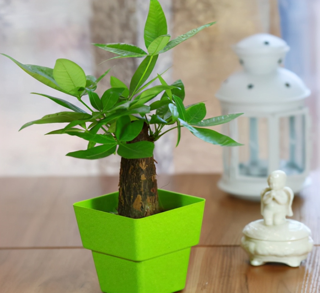 Do you cultivate a fortune tree? Here to teach you the "evergreen ...