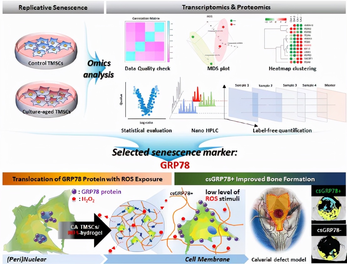 "Biomaterials" mesenchymal stem cells mixed with hydrogel that releases ...