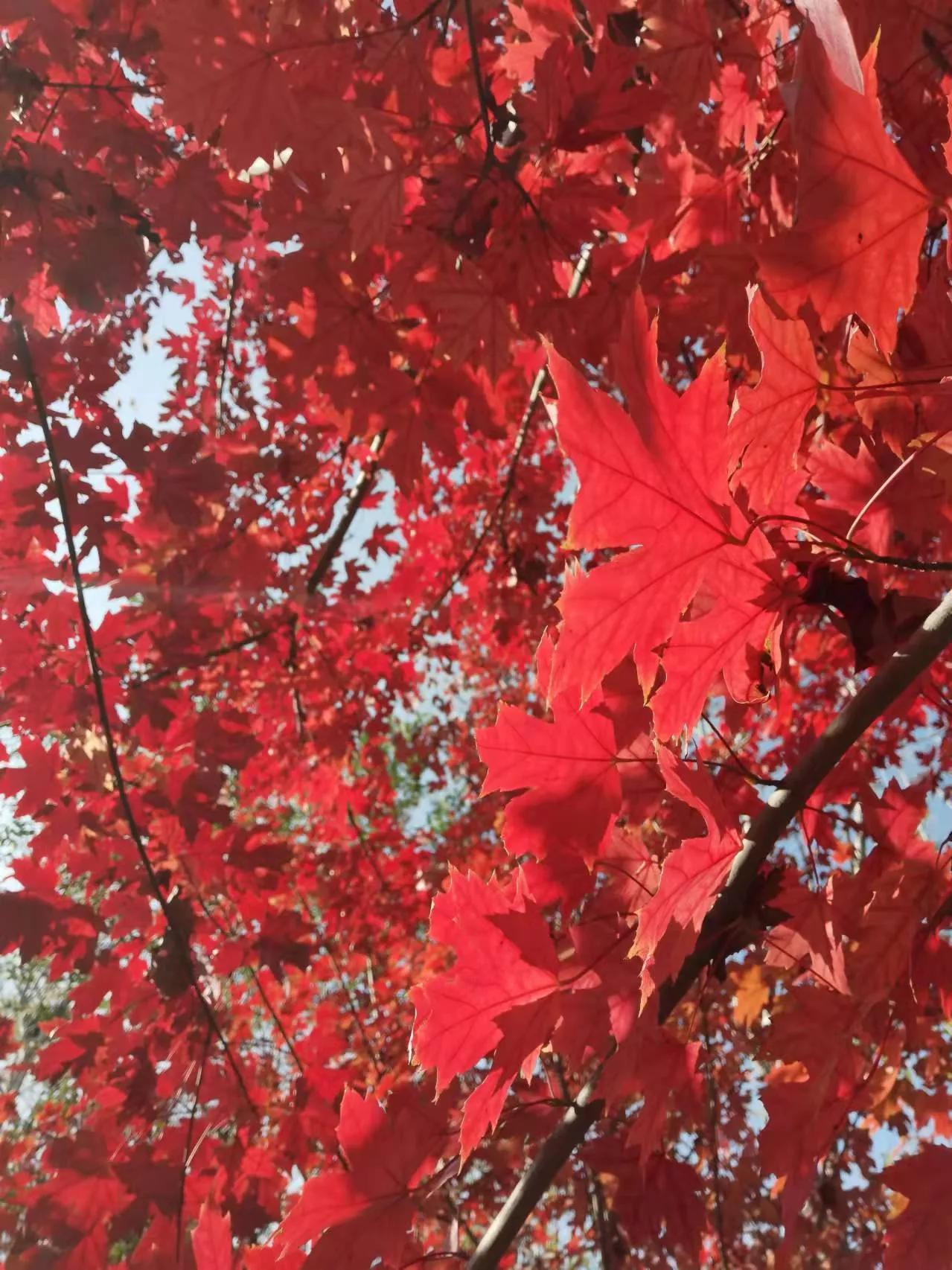 The beautiful red maple forest in Dalian - iNEWS