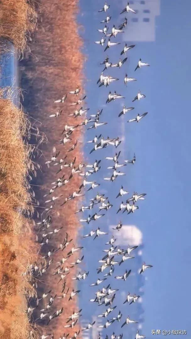 National level!7 in Fuyang!Each one is a beautiful witness of Fuyang ...