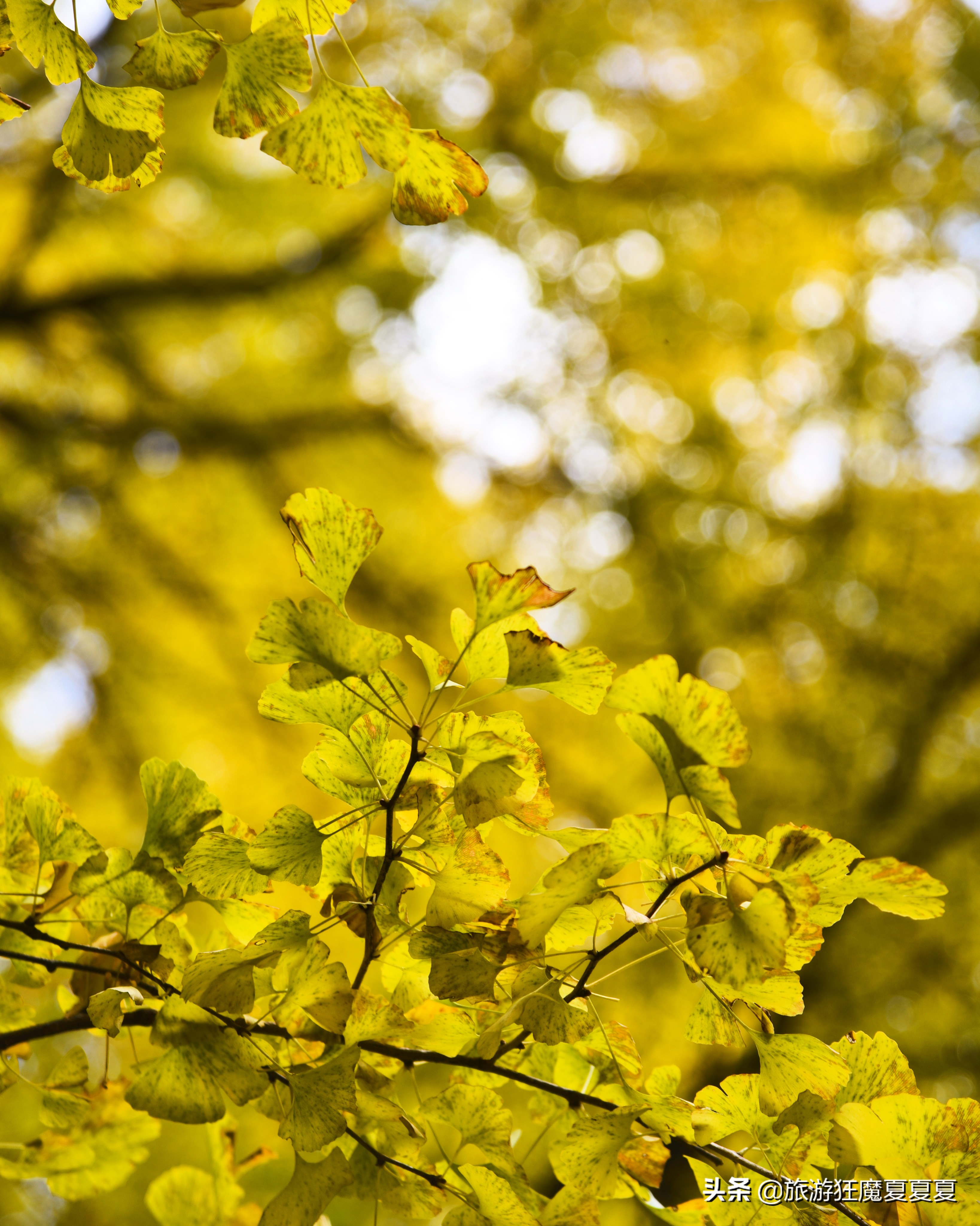 The beautiful ginkgo forest around Chengdu, with nine "Nine-child ...