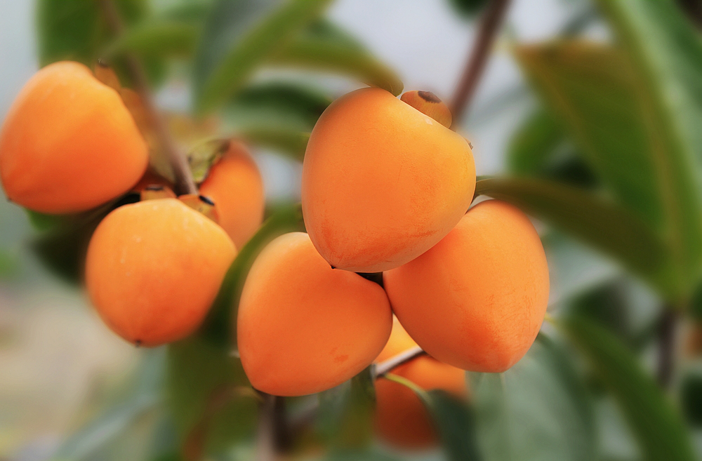 A glimpse of the golden persimmon and persimmon village - iNEWS