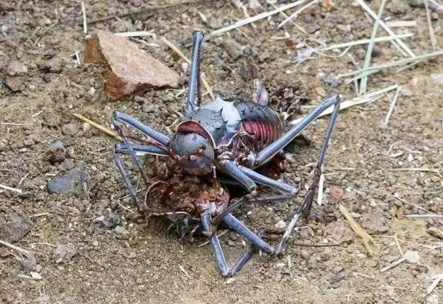 "Fighter" among insects: Africa's most dangerous cricket, capable of ...
