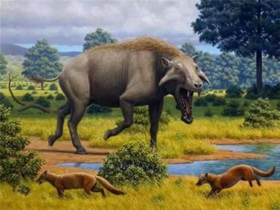 Wild boars are also fierce. Not only can they fight tigers and kill ...