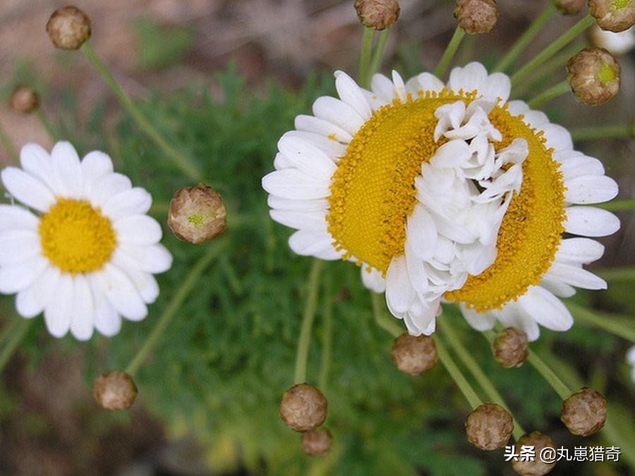 The weird beauty is shocking!Ten years after the Fukushima nuclear ...