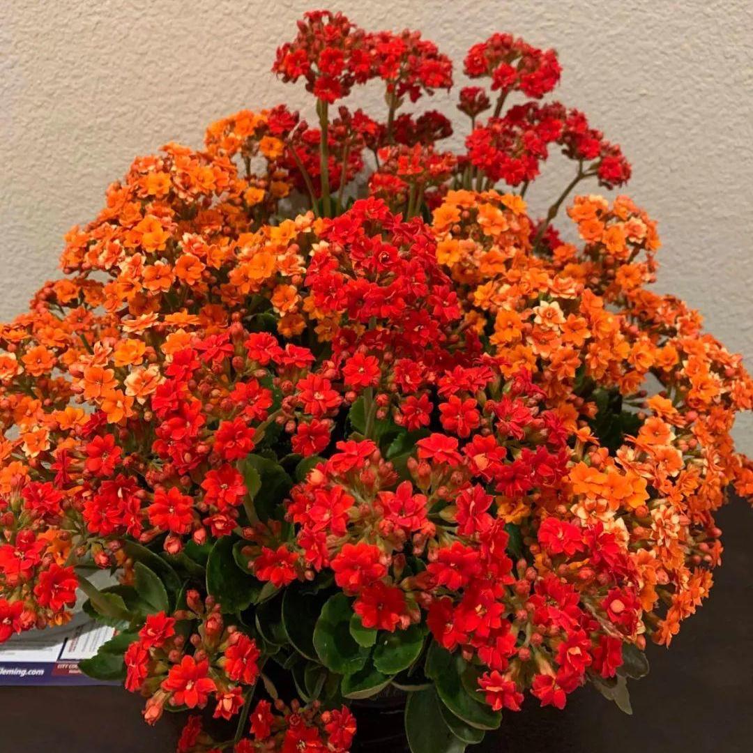 3 "Flowering Techniques" of Longevity Flower - iNEWS