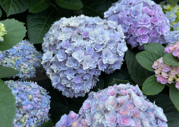 Raising hydrangea in spring does not lack both, otherwise the leaves ...