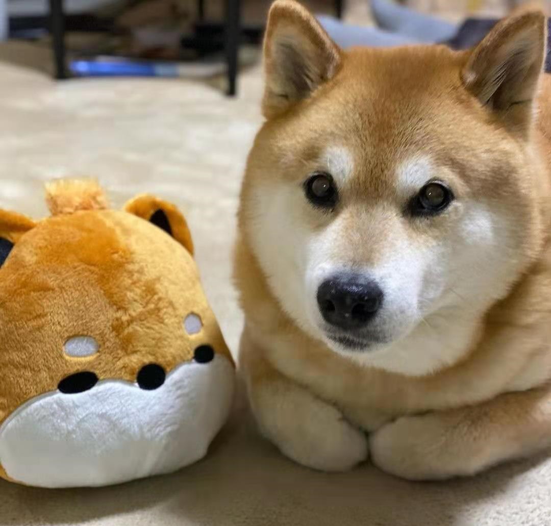 How to choose Shiba Inu?How to distinguish good from bad? - iNEWS