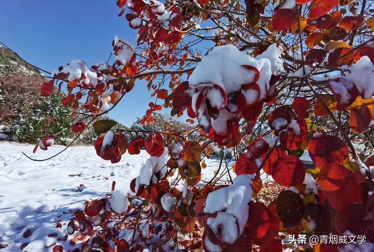 Meng Dong is so cold, there is no Fanghua in the North (12 poems) - iNEWS