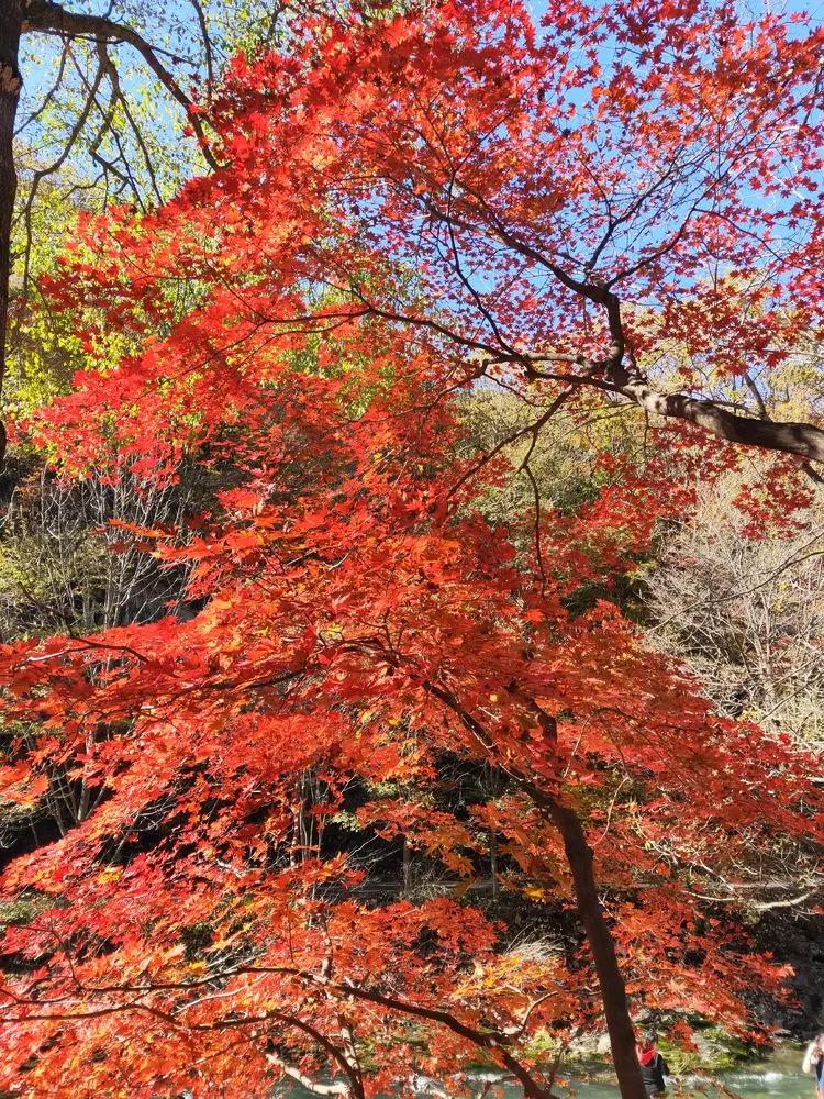 One fallen leaf one season in autumn, the red maple on the branch is ...