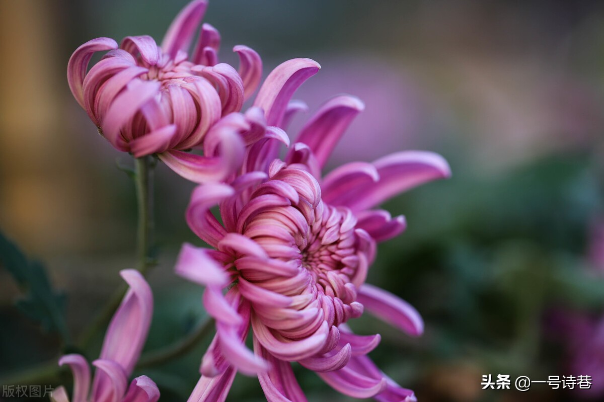 A Tang poem about chrysanthemums, two of which are famous from the ages ...